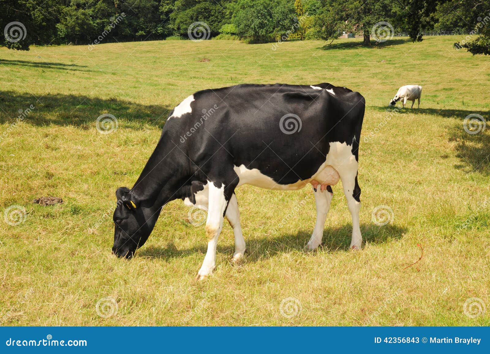 Vaca lechera en el prado imagen de archivo. Imagen de rural - 42356843