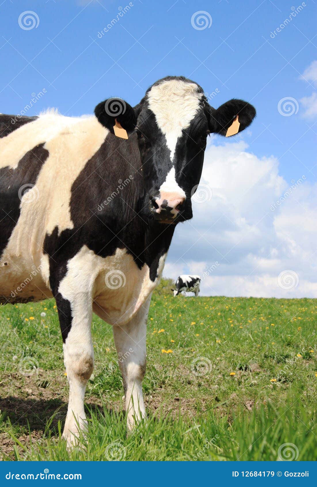 Vaca lechera inquisitiva imagen de archivo. Imagen de inquisitivo ...