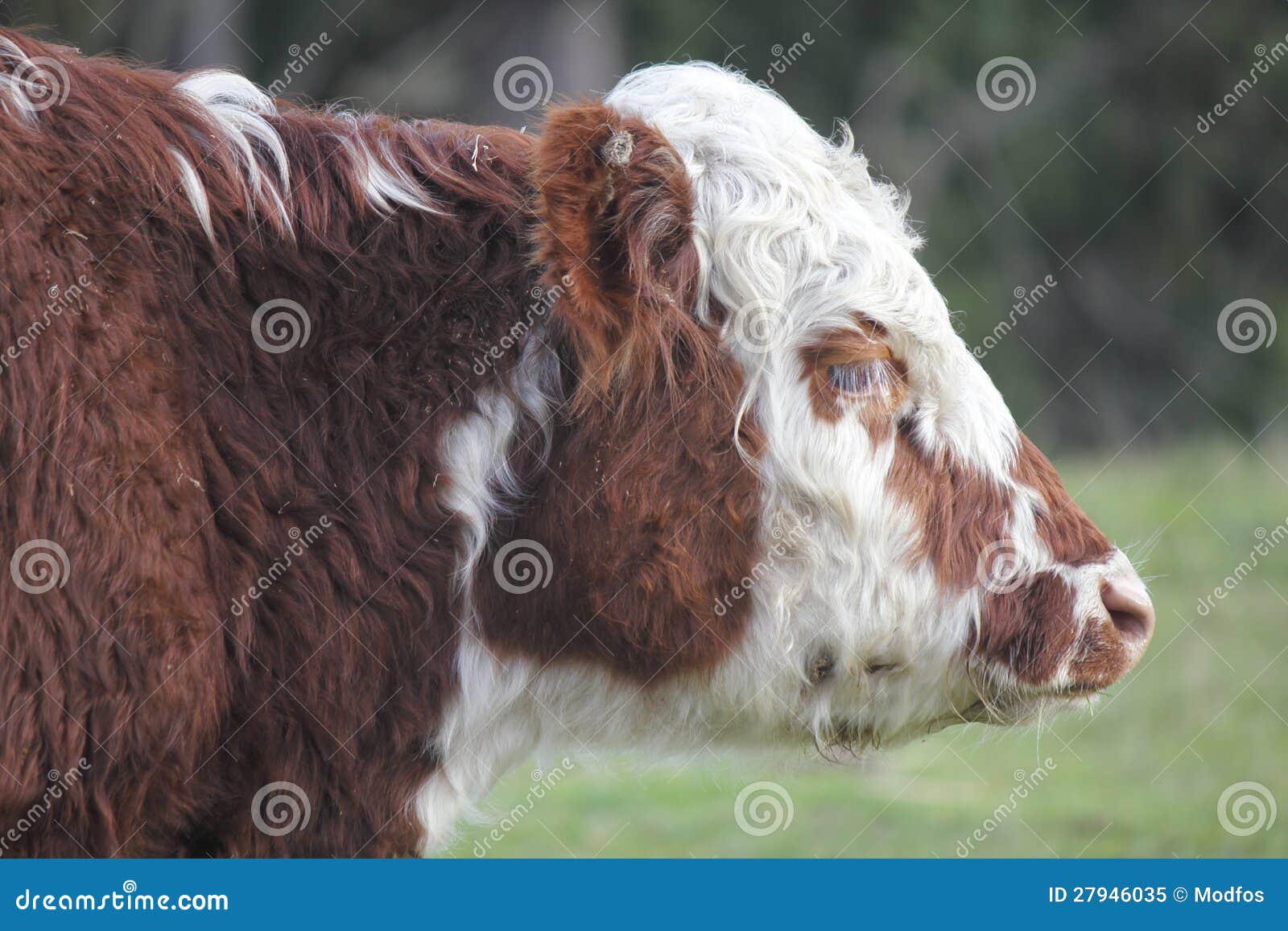 Vaca lechera triste imagen de archivo. Imagen de cierre - 27946035