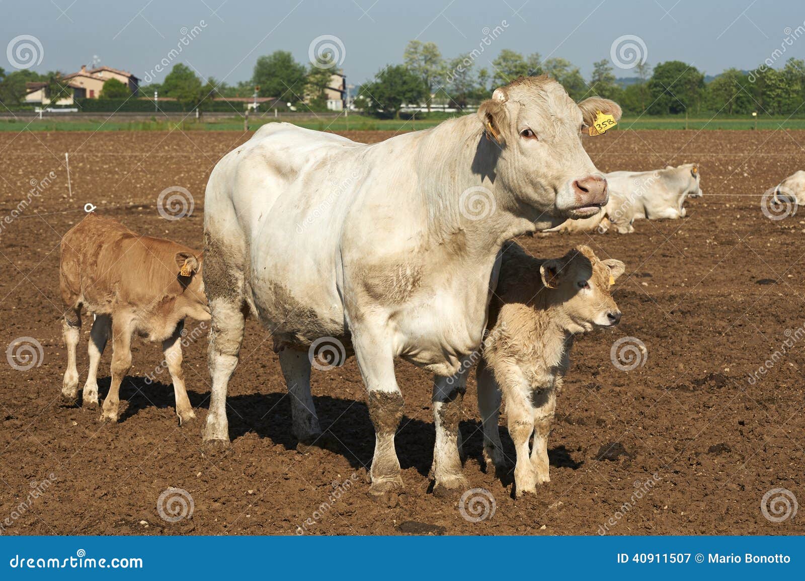 Vaca lechera y becerros imagen de archivo. Imagen de animal - 40911507
