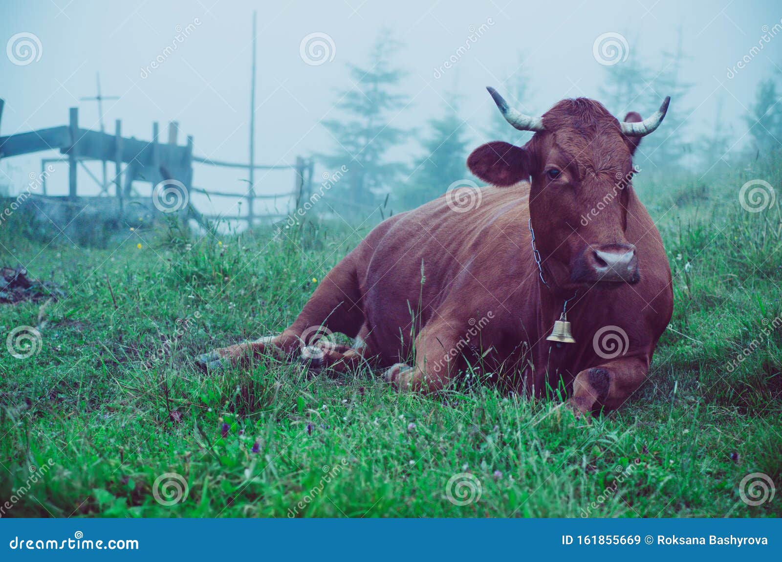 Vaca Leiteira Deitada No Prado Imagem de Stock - Imagem de animal ...