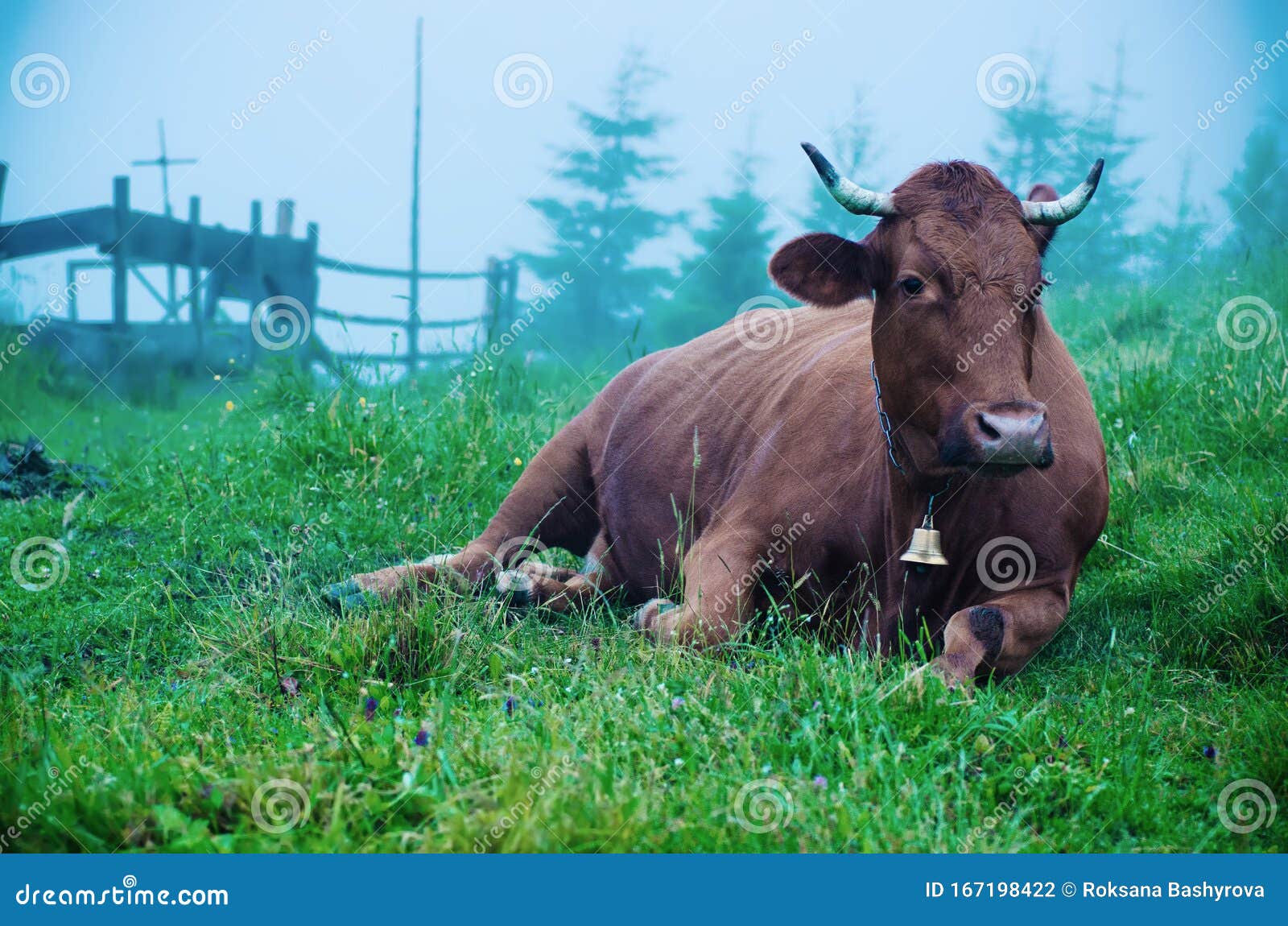 Vaca Leiteira Deitada No Prado Foto de Stock - Imagem de campo, pastar ...