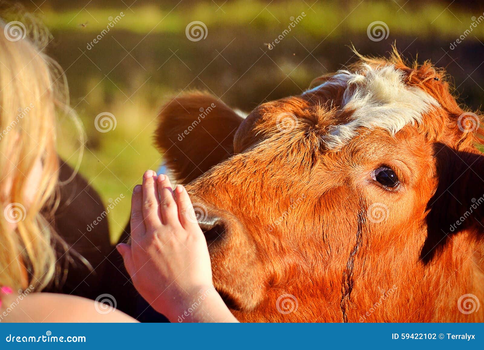 Vaca linda foto de archivo. Imagen de ganado, amigos - 59422102