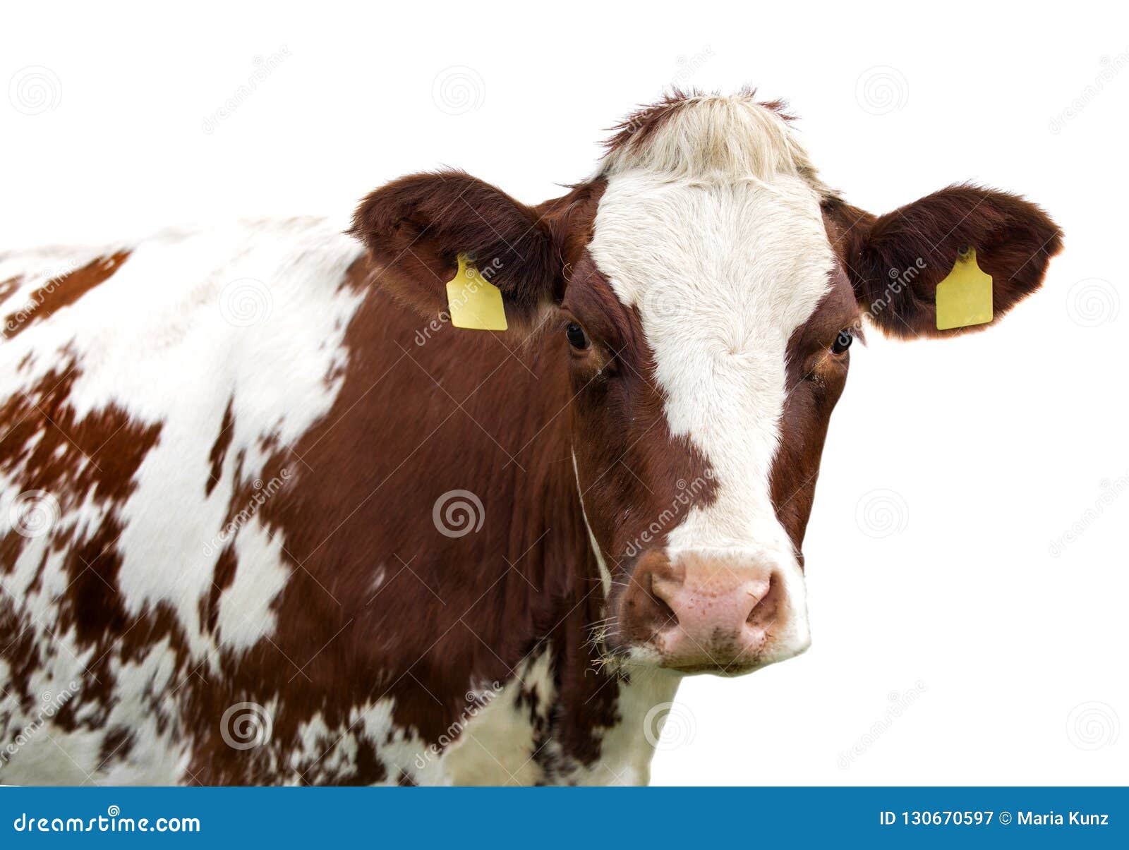 Vaca Linda Divertida Aislada En Blanco Imagen de archivo - Imagen de ...