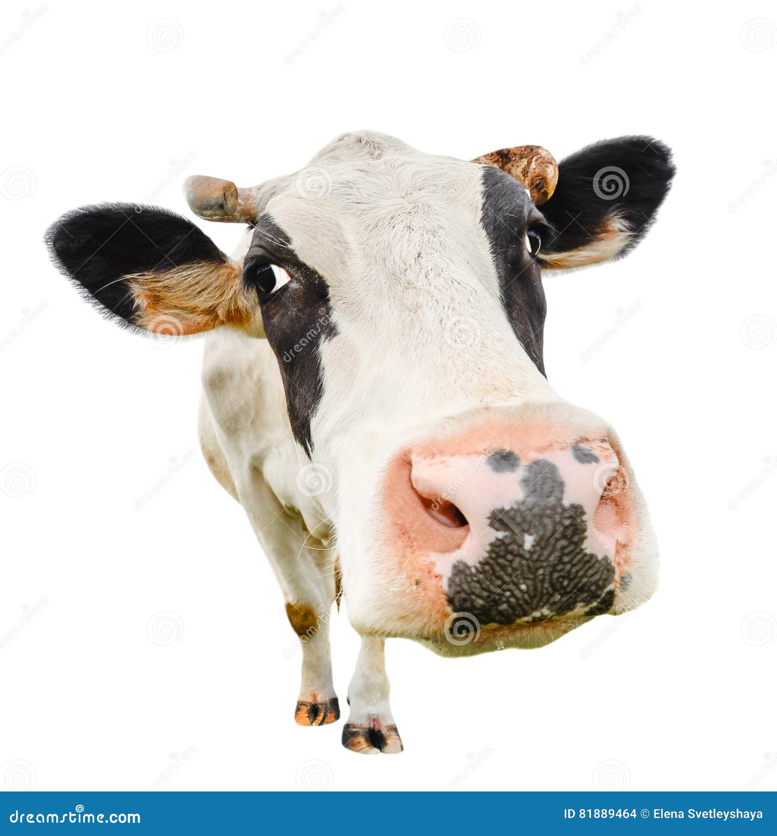 Vaca Linda Divertida Aislada En Blanco Foto de archivo - Imagen de ...