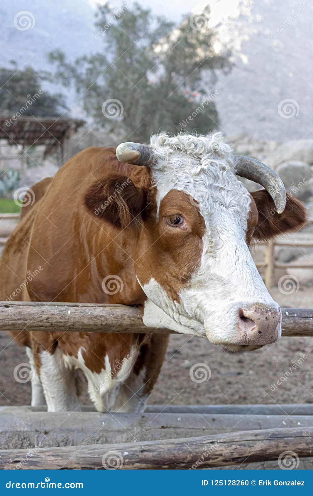 Vaca Linda Hereford En La Granja Foto de archivo - Imagen de toro ...