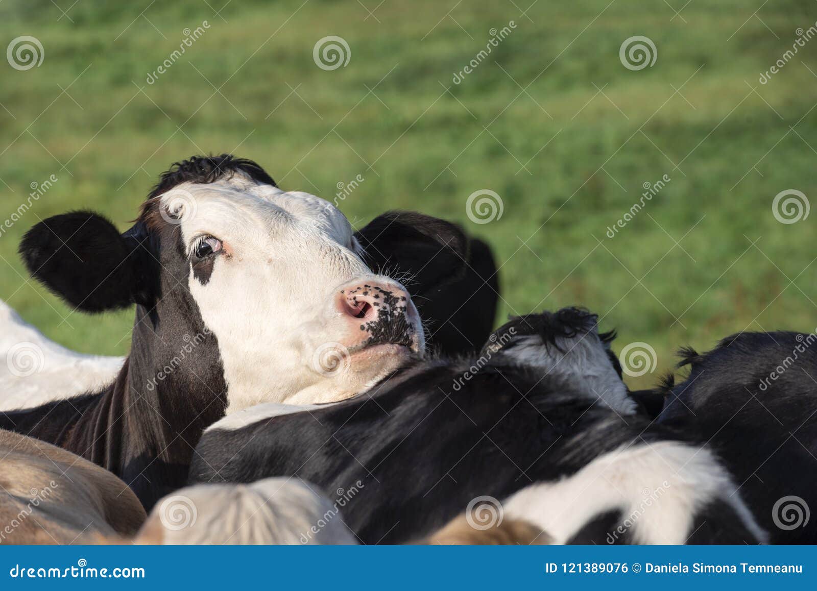 Vaca Linda Que Aumenta Su Cabeza Sobre La Manada Foto de archivo ...