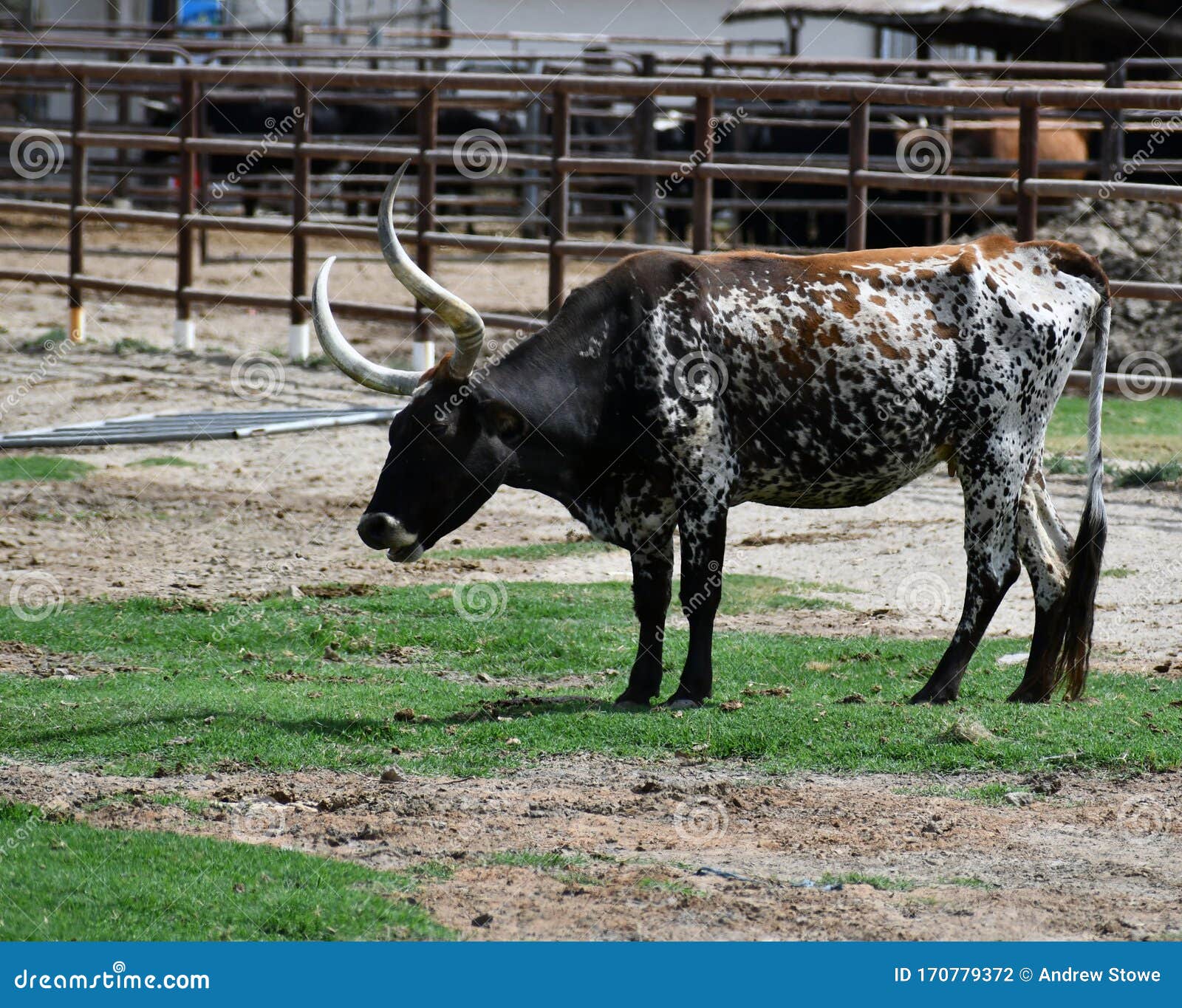 Vaca Longhorn De Texas Roja Y Blanca Foto de archivo - Imagen de rugoso ...