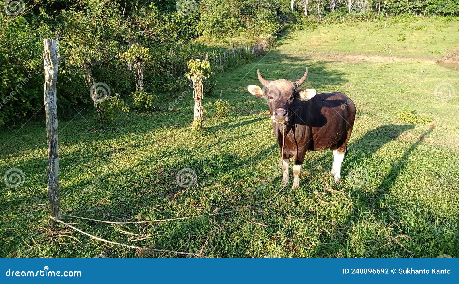 Vaca macho en el pasto foto de archivo. Imagen de agricultura - 248896692