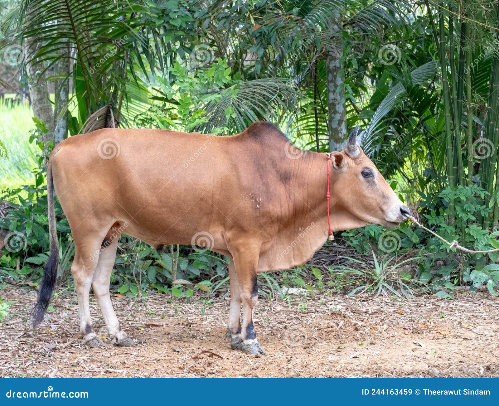 Vaca macho imagen de archivo. Imagen de peligroso, fauna - 244163459