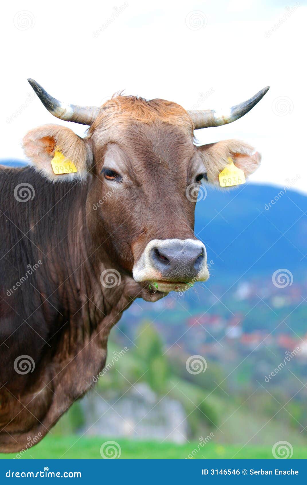 Vaca marcada con etiqueta foto de archivo. Imagen de novilla - 3146546