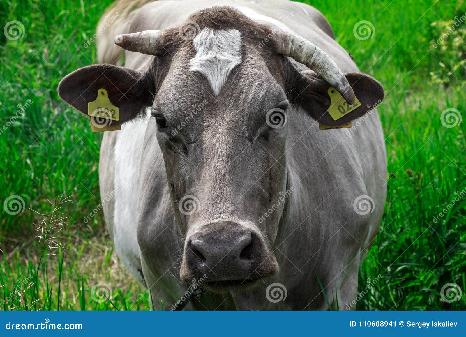 Vaca marcada en el medow foto editorial. Imagen de vaca - 110608941