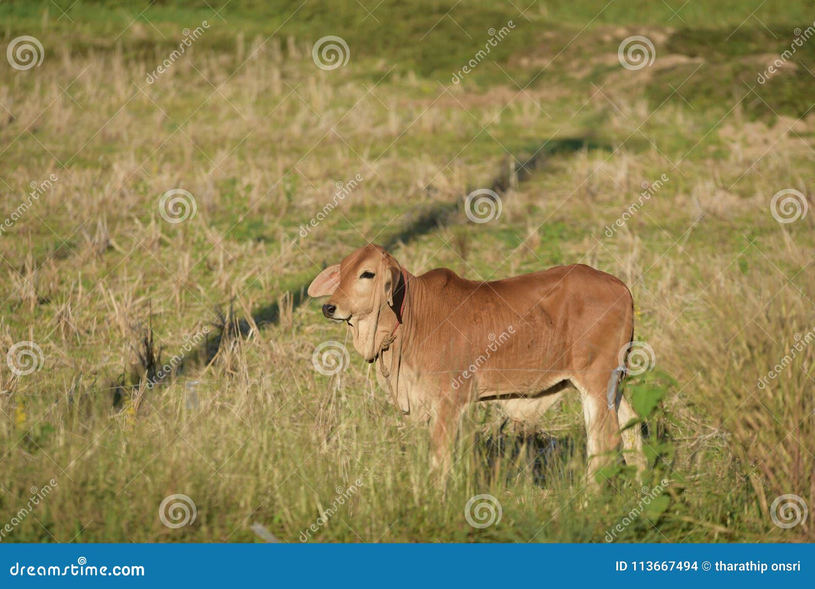A vaca marrom foto de stock. Imagem de carne, prado - 113667494