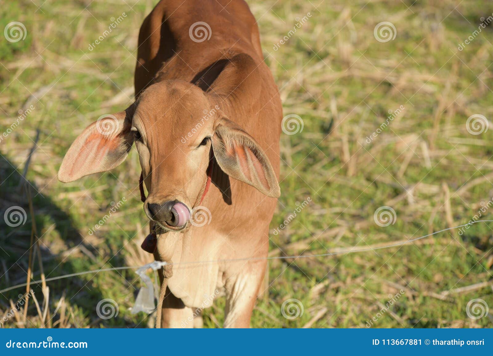 A vaca marrom imagem de stock. Imagem de vaca, leiteria - 113667881