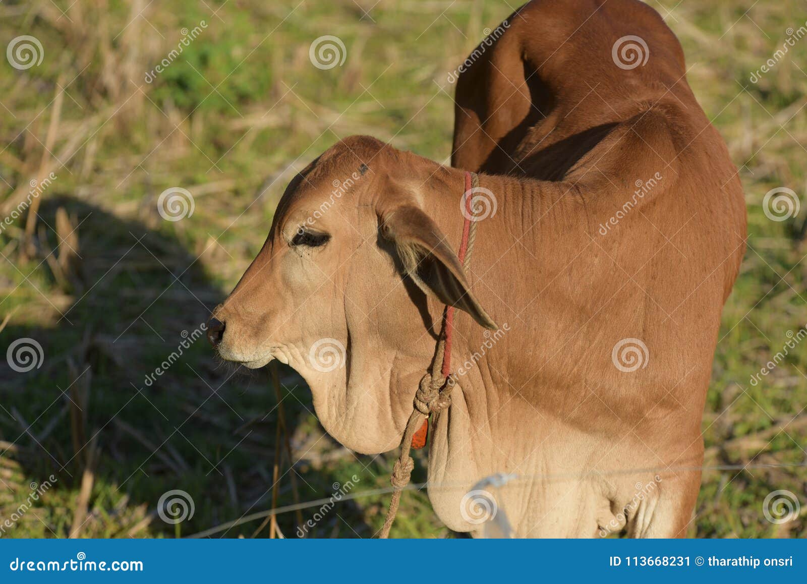 A vaca marrom imagem de stock. Imagem de animal, agricultura - 113668231