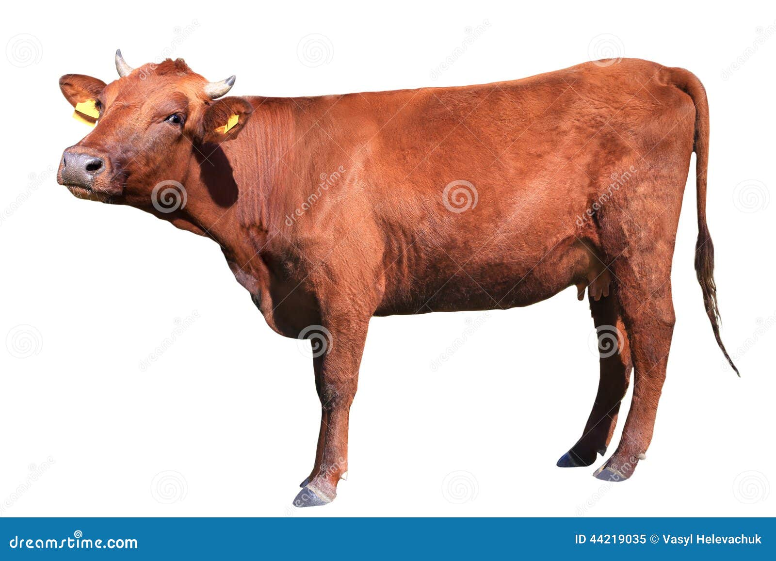 Vaca marrom imagem de stock. Imagem de corte, fazenda - 44219035