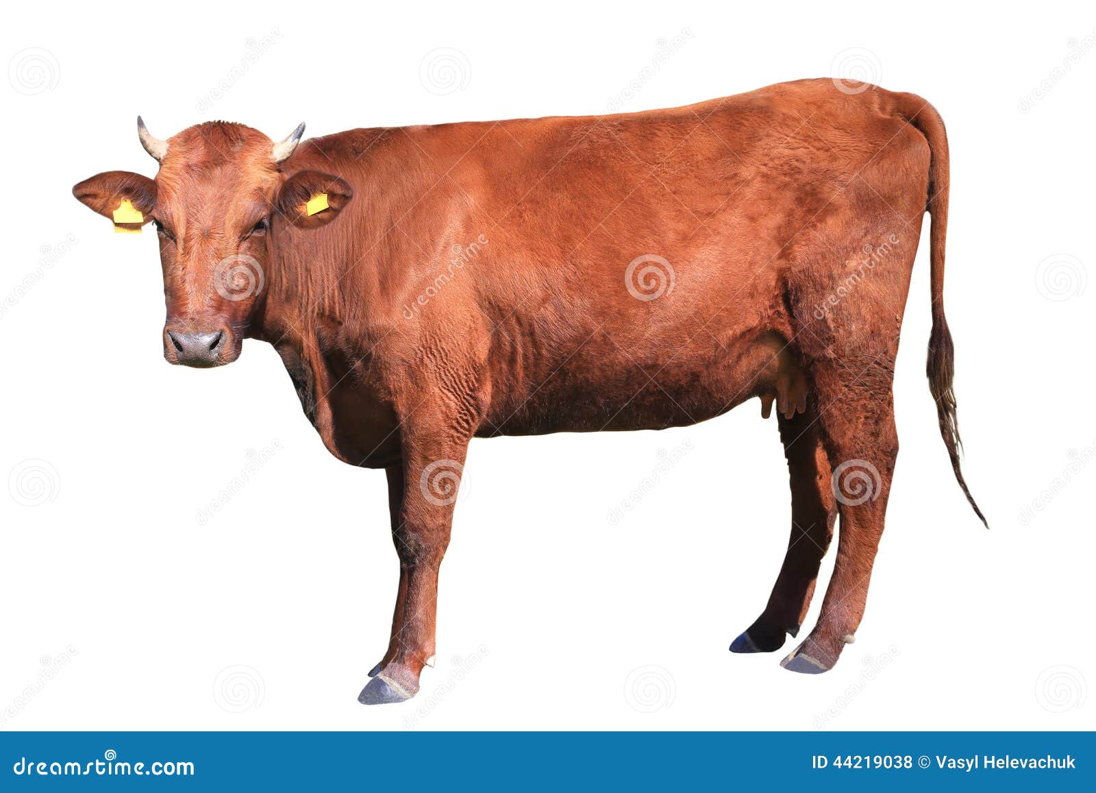 Vaca marrom foto de stock. Imagem de fêmea, divertir - 44219038