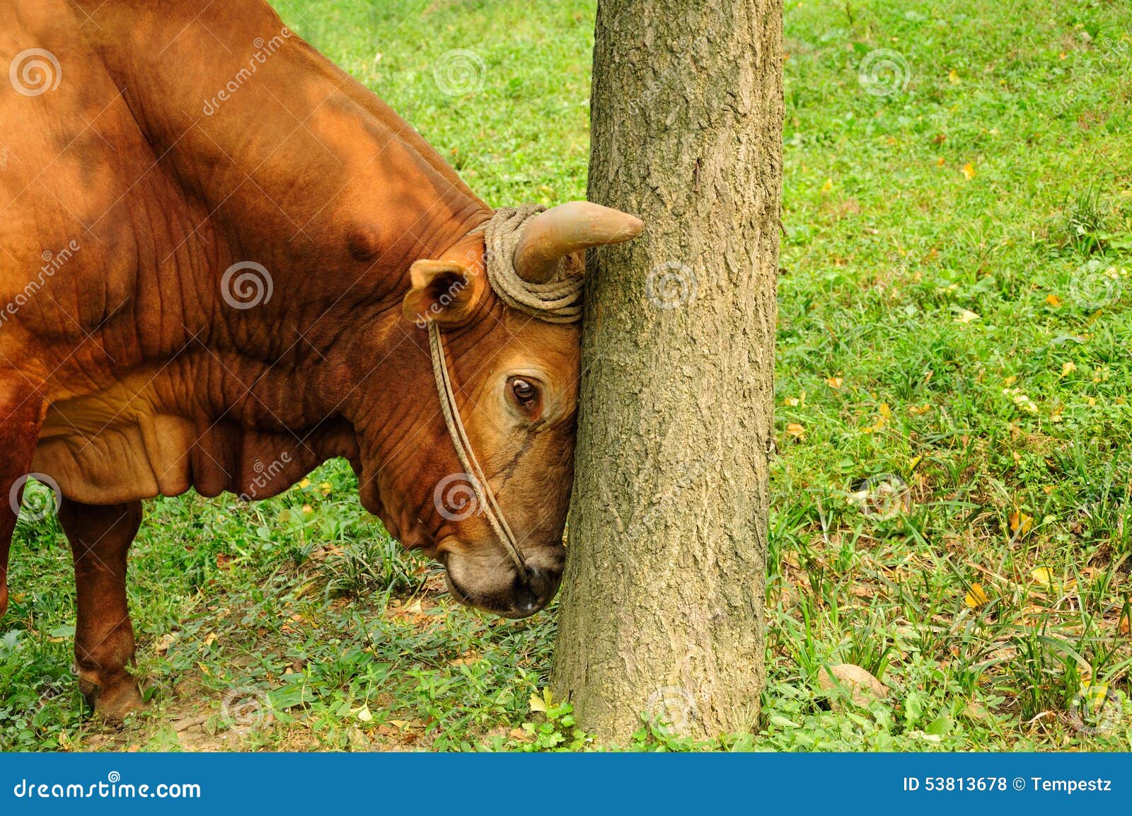 Vaca marrom foto de stock. Imagem de marrom, vaca, animal - 53813678