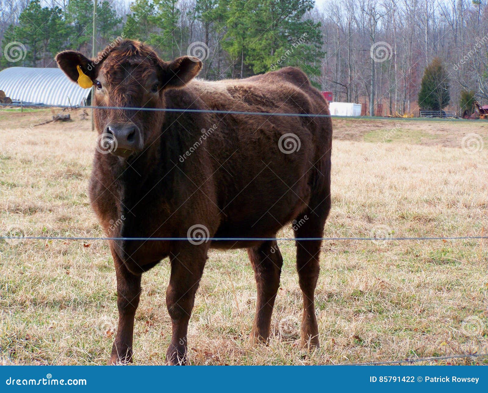 Vaca marrom foto de stock. Imagem de estar, floresta - 85791422