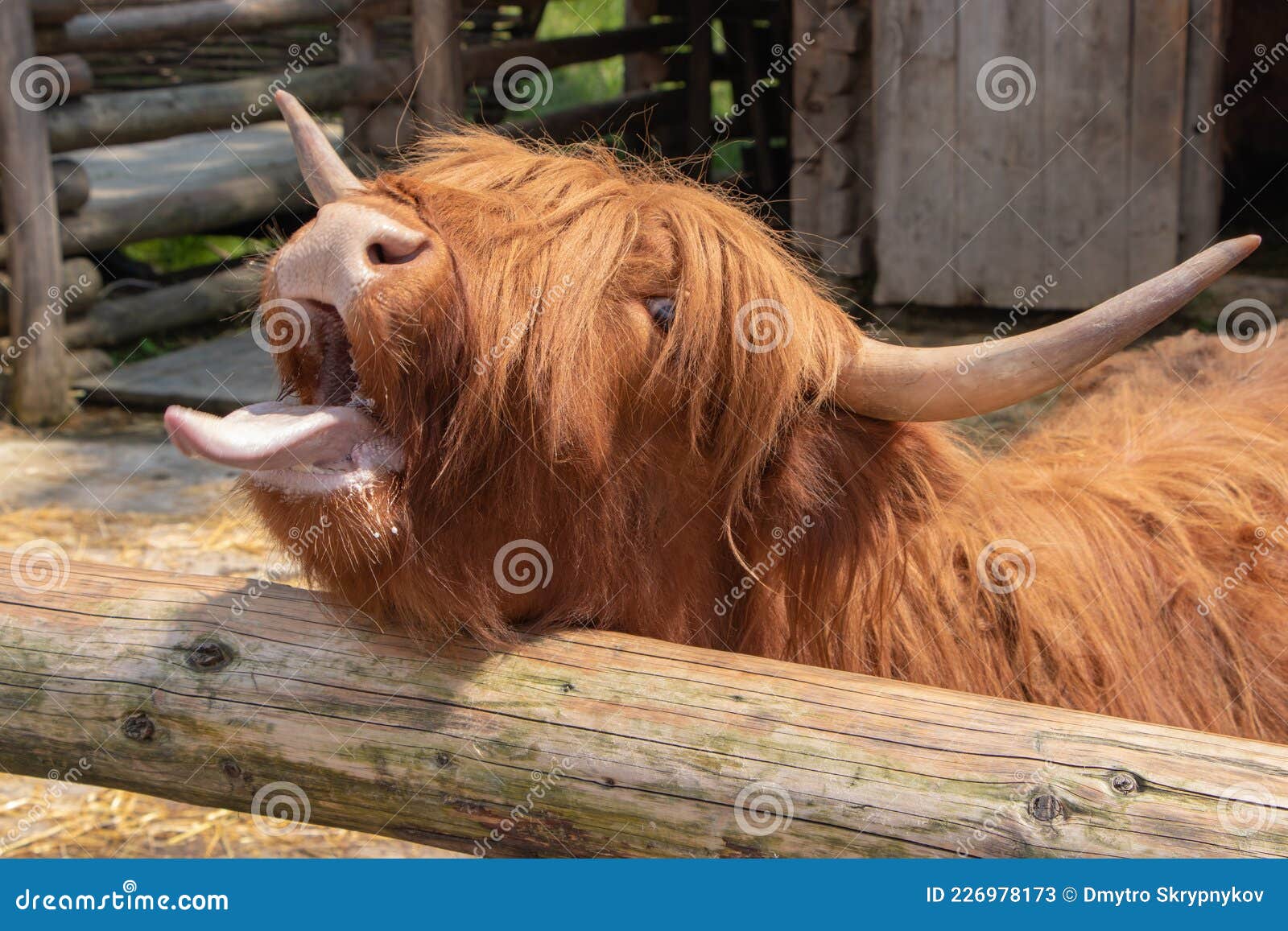 Vaca Marrom Da Rocha Na Escócia Com Boca Aberta Imagem de Stock ...