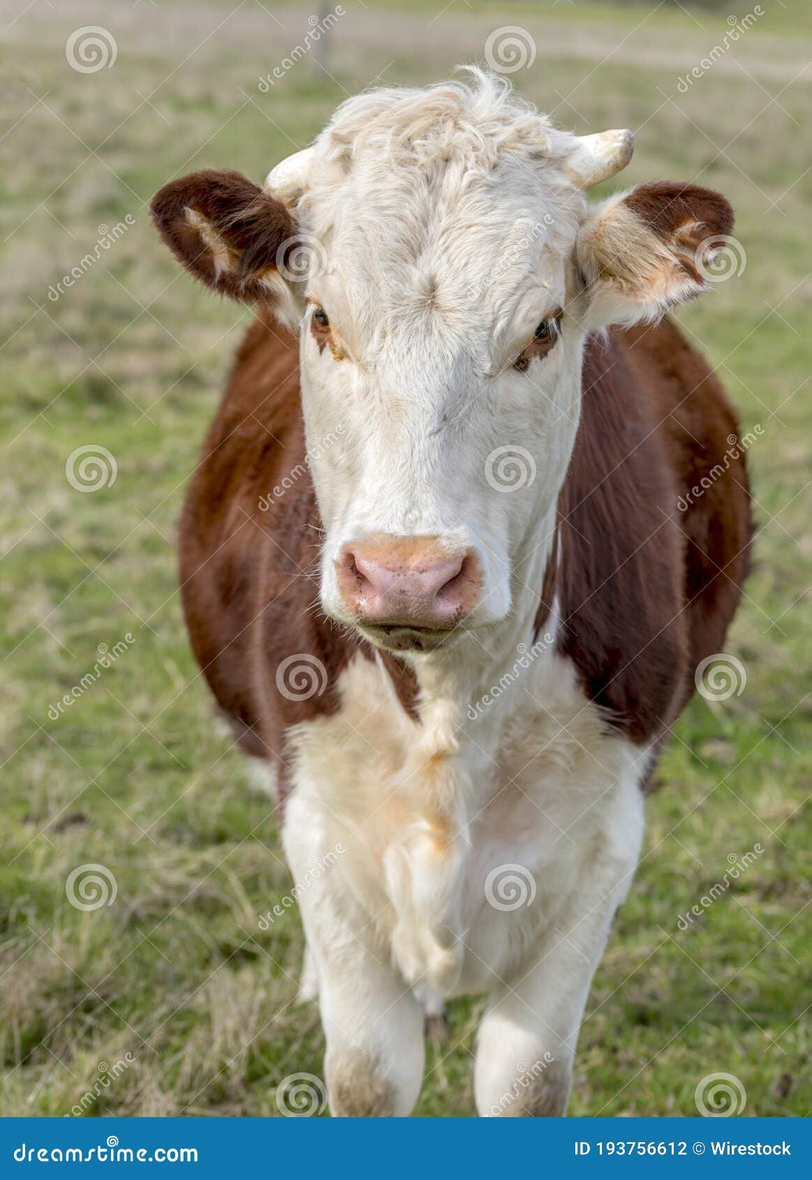 Vaca Marrom Fofa Na Grama Do Campo Foto de Stock - Imagem de leite ...