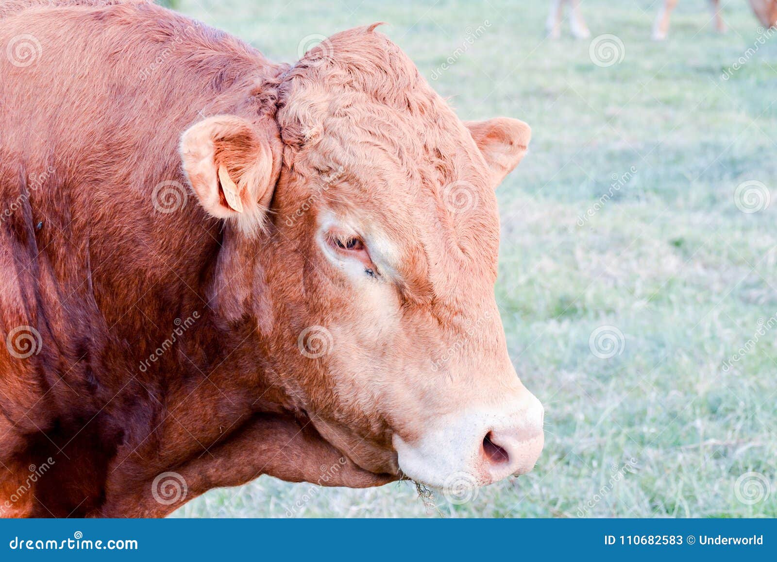 Vaca Marrom Francesa Curiosa Em Um Prado Imagem de Stock - Imagem de ...