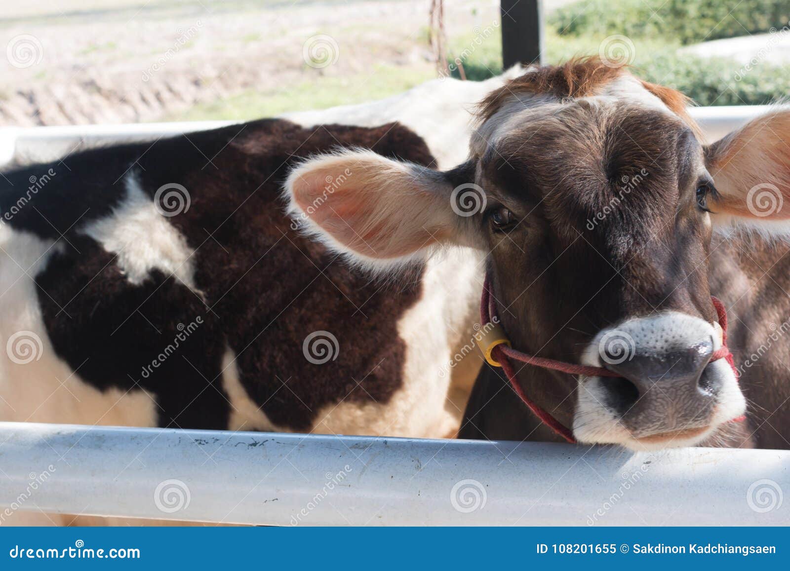 Vaca marrom grande imagem de stock. Imagem de marrom - 108201655