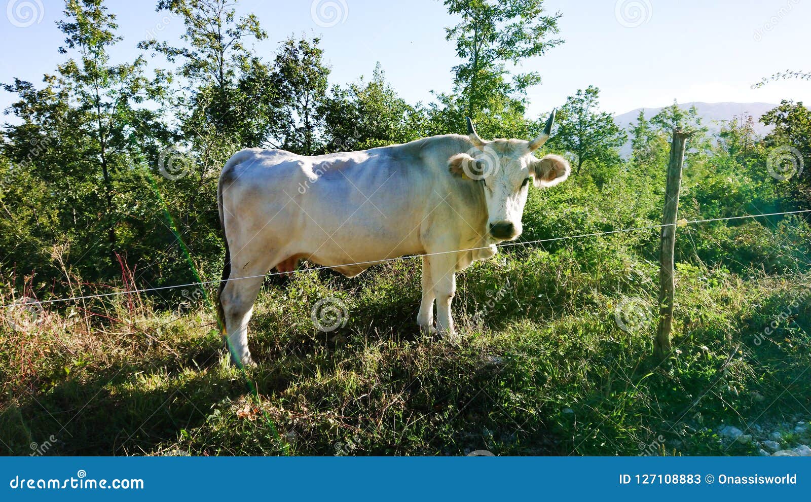 Vaca masculina toro imagen de archivo. Imagen de vaca - 127108883