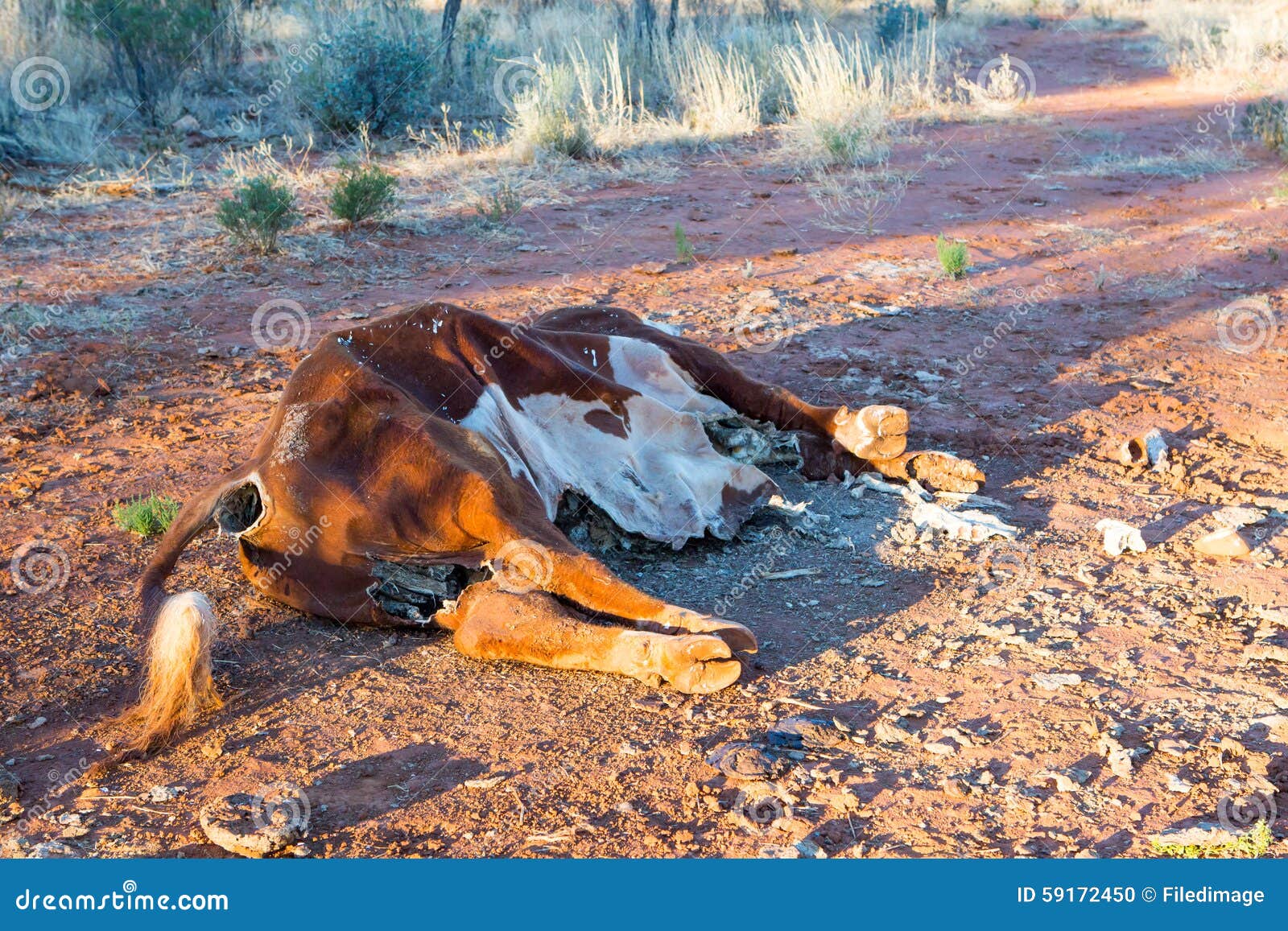 Vaca muerta foto de archivo. Imagen de vaca, interior - 59172450
