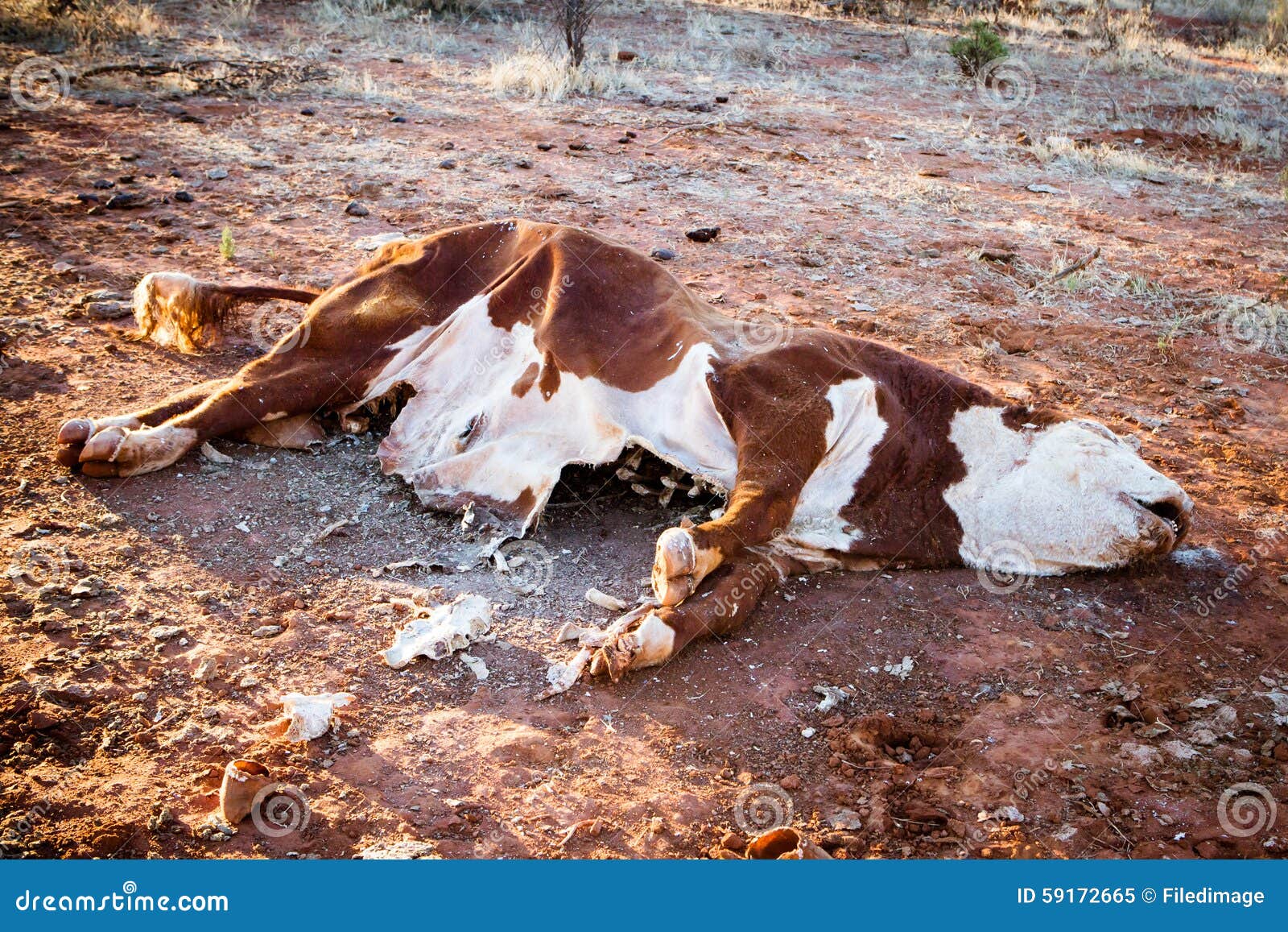 Vaca muerta imagen de archivo. Imagen de calor, terreno - 59172665