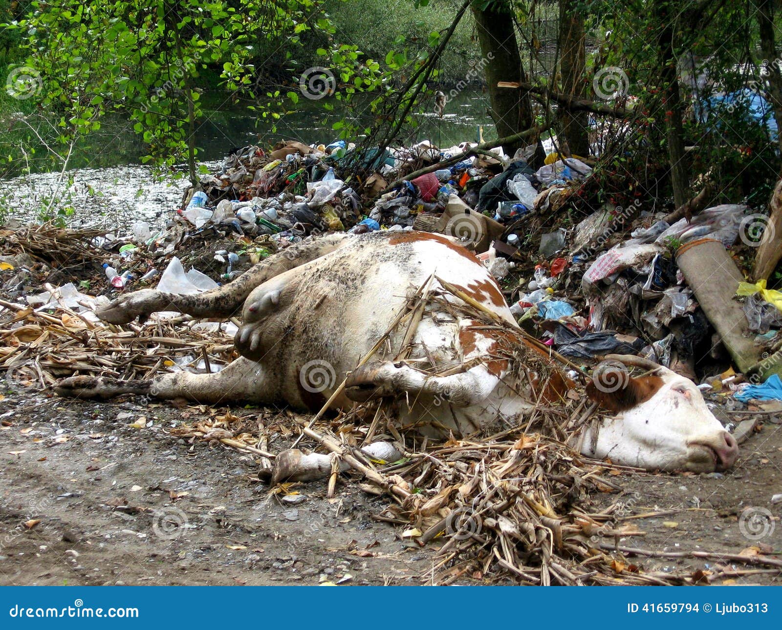 Vaca Muerta En Descarga De Basura Foto de archivo - Imagen de vaca ...