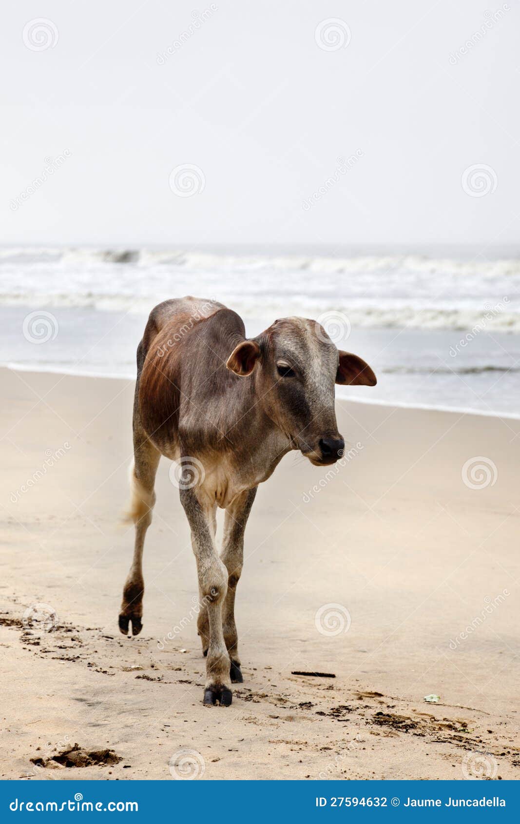 Vaca na praia foto de stock. Imagem de turista, subcontinente - 27594632