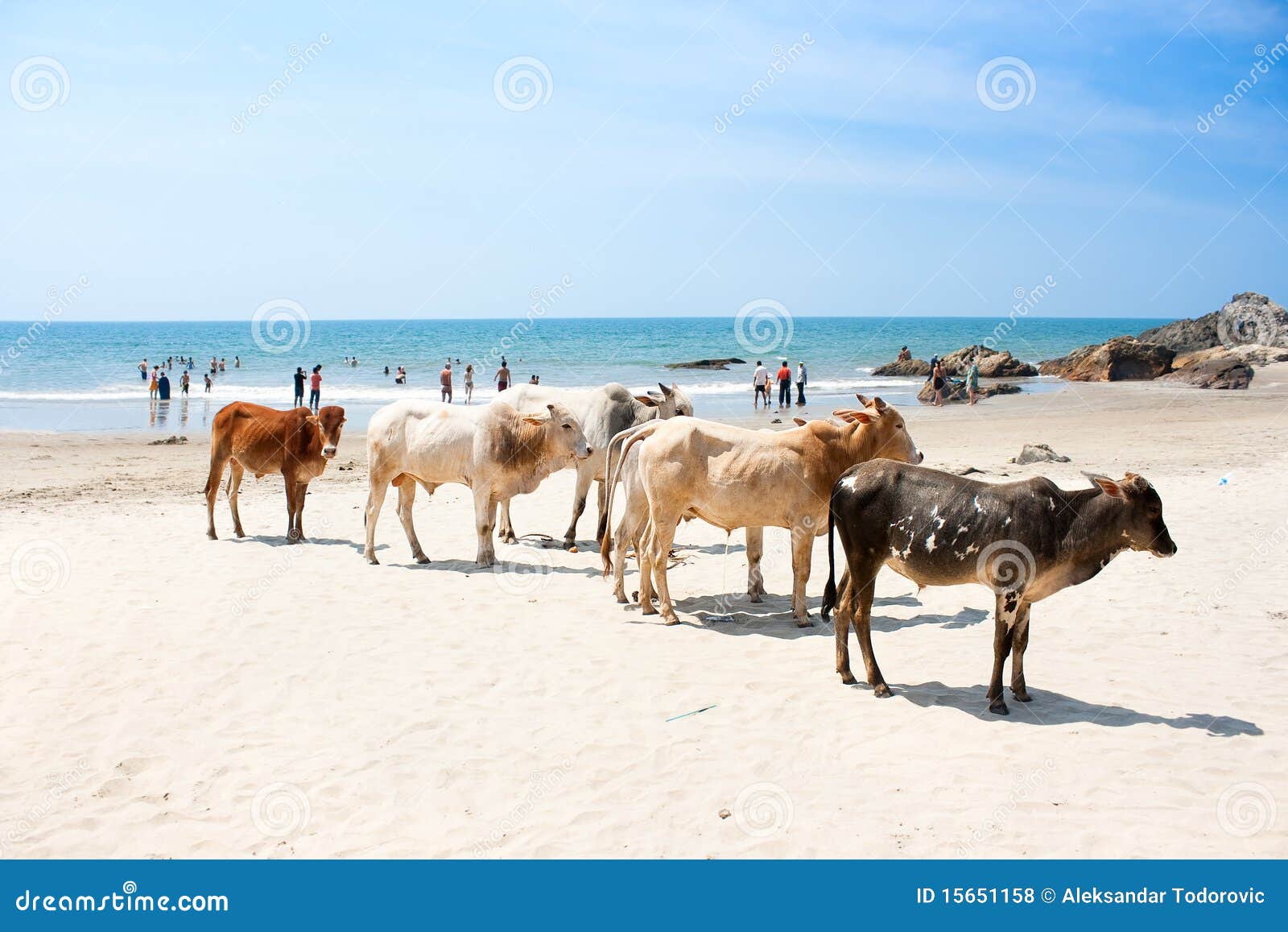 Vaca Na Praia Tropical, Goa, India Foto de Stock - Imagem de recurso ...