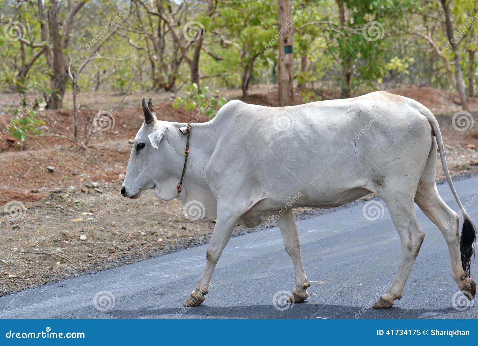 Vaca Nacional Blanca La India Imagen de archivo - Imagen de local ...