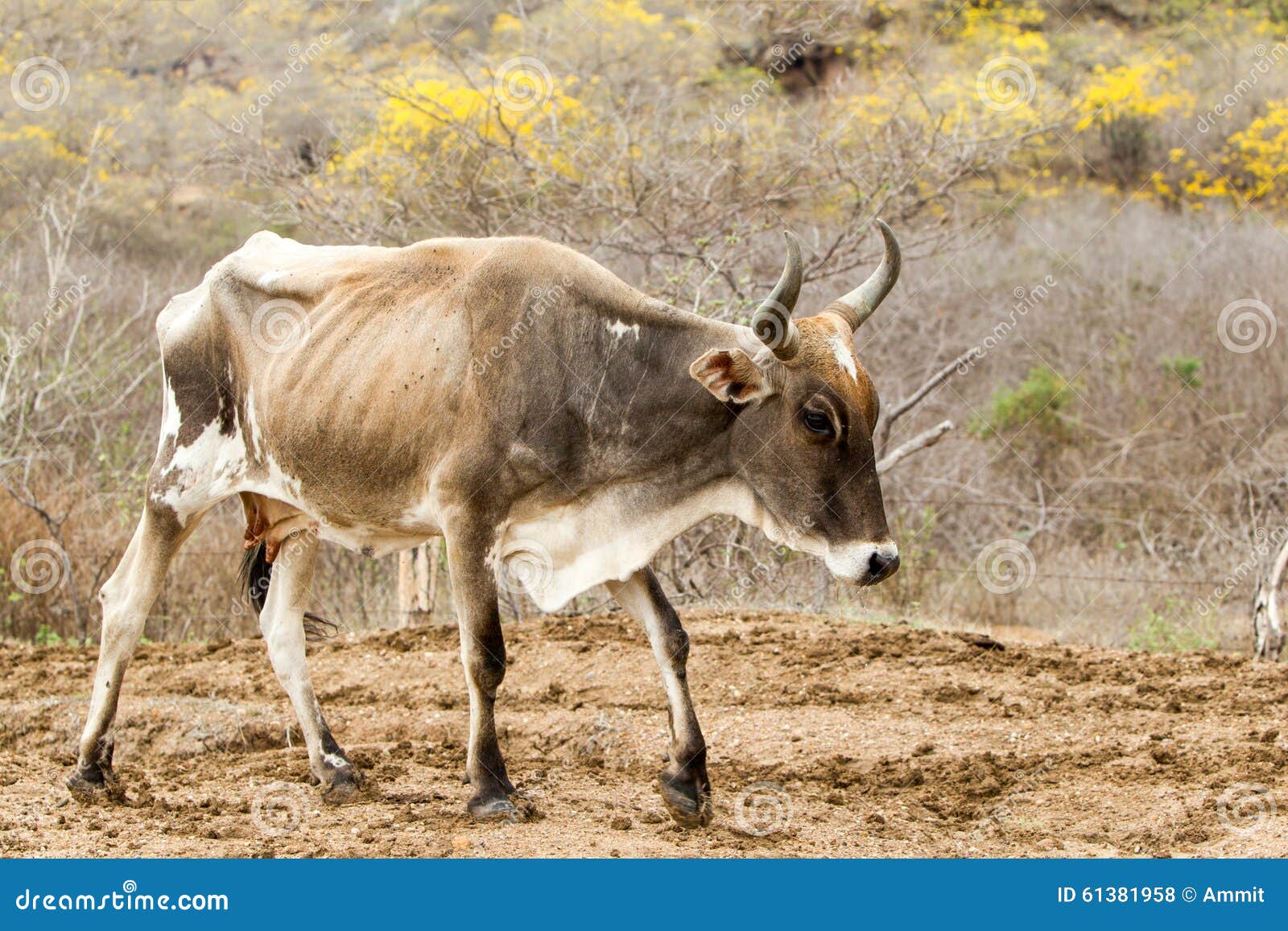 Vaca nacional flaca foto de archivo. Imagen de horizontal - 61381958