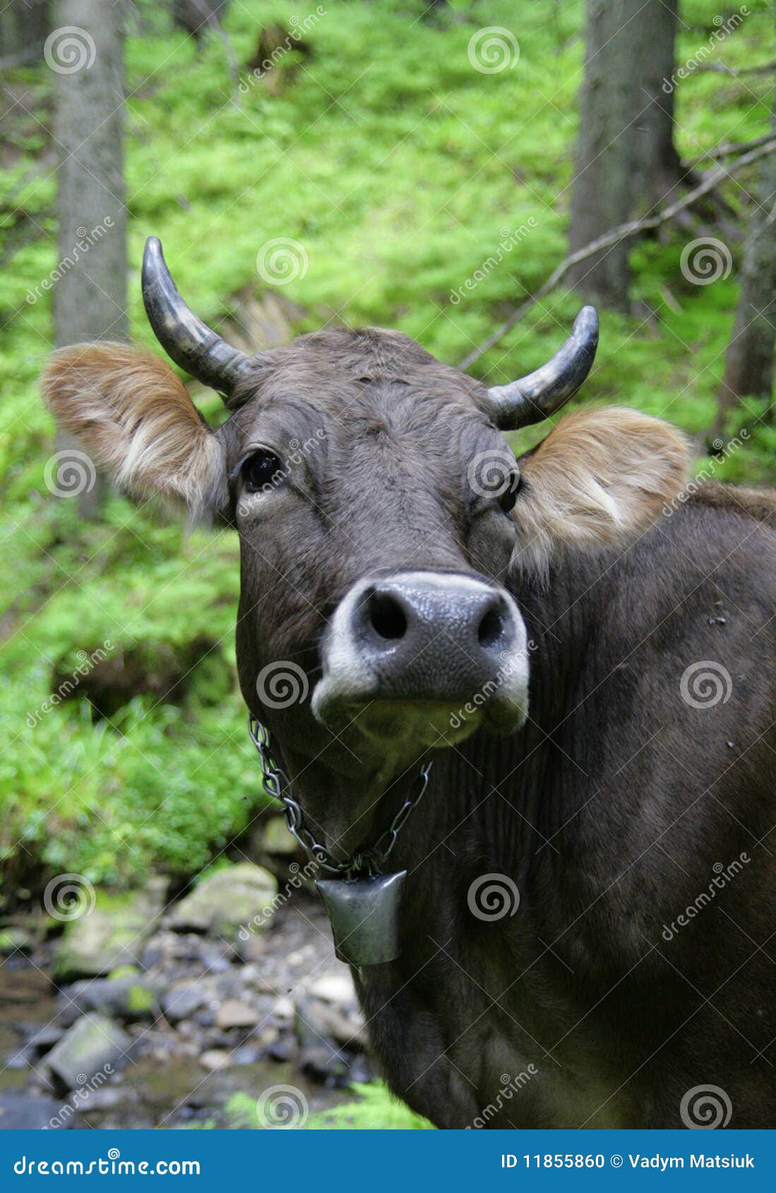 Vaca negra foto de archivo. Imagen de leche, madera, domesticado - 11855860