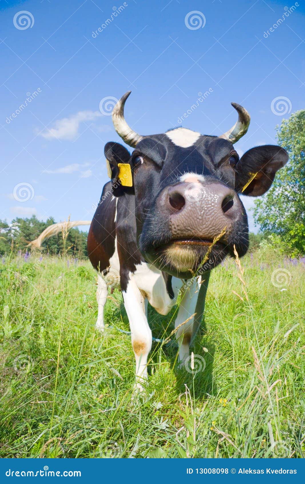 Vaca negra foto de archivo. Imagen de cara, doméstico - 13008098