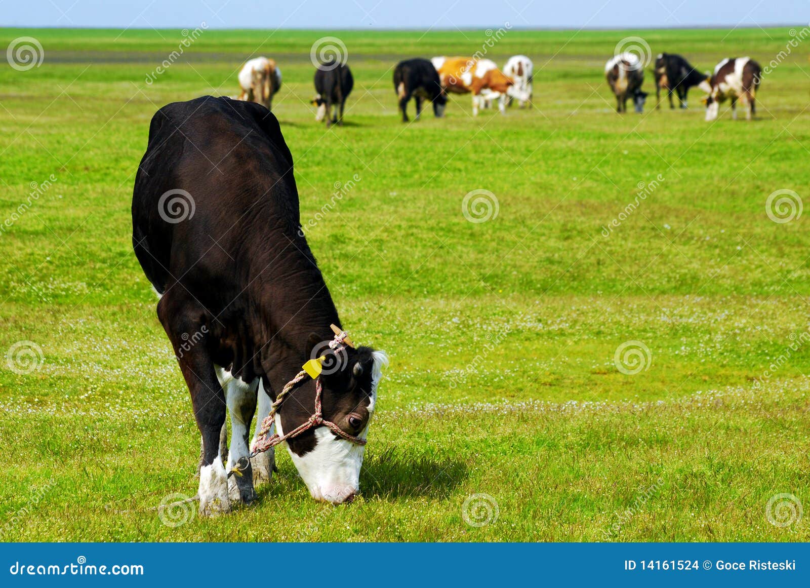 Vaca negra foto de archivo. Imagen de granja, cubo, pasto - 14161524
