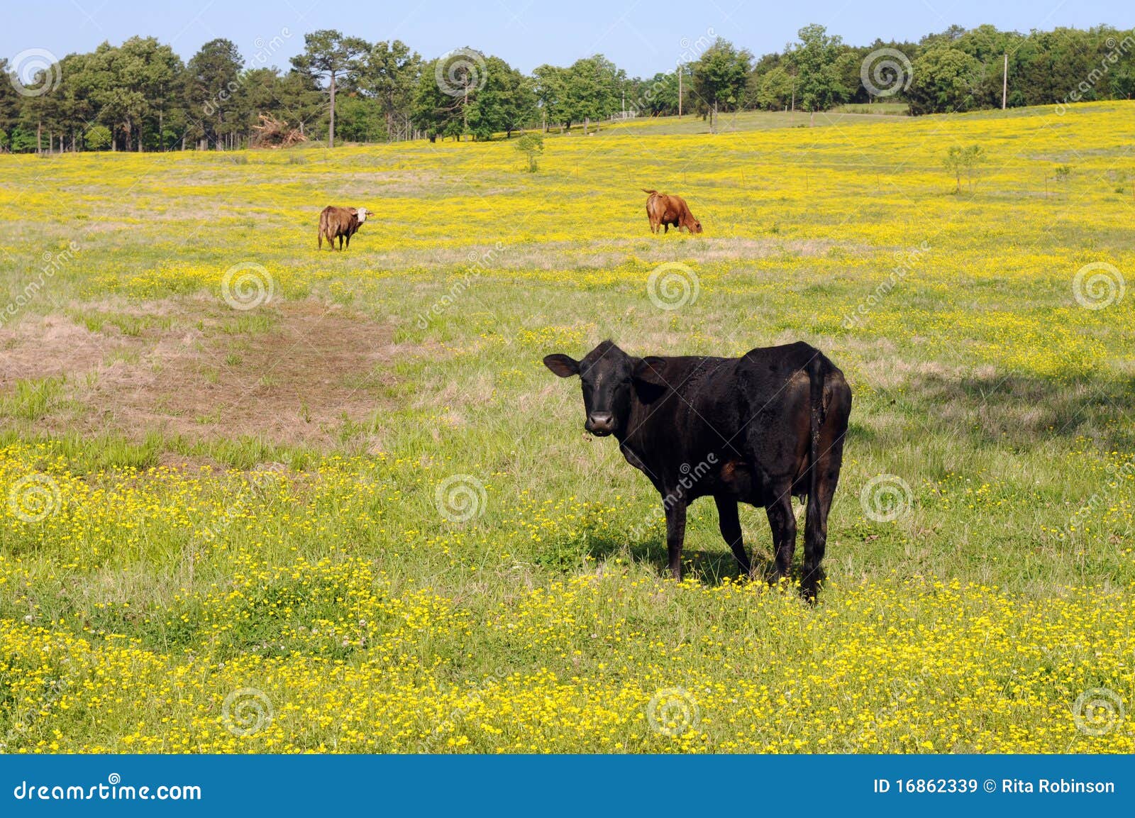 Vaca negra imagen de archivo. Imagen de flora, plantas - 16862339