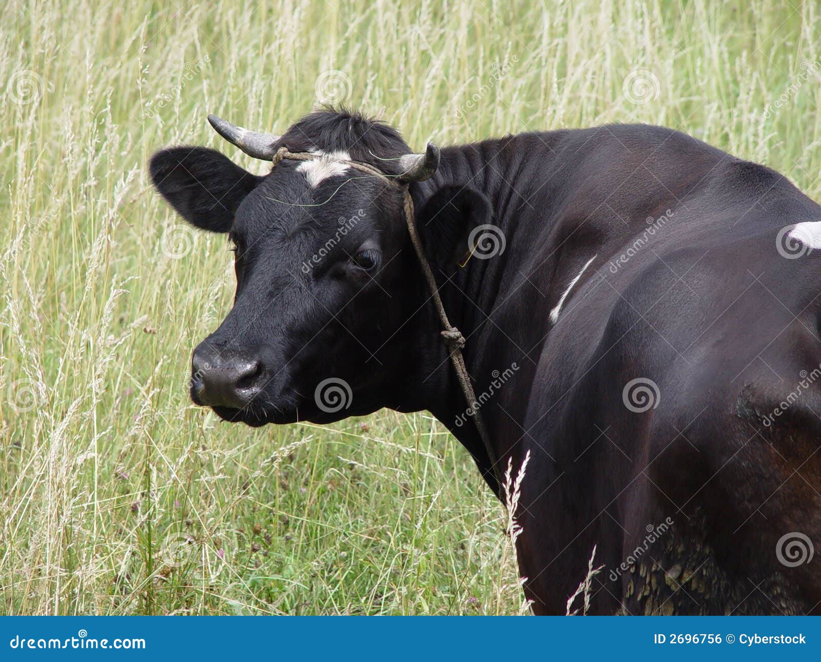 Vaca negra foto de archivo. Imagen de hierba, manada, jersey - 2696756