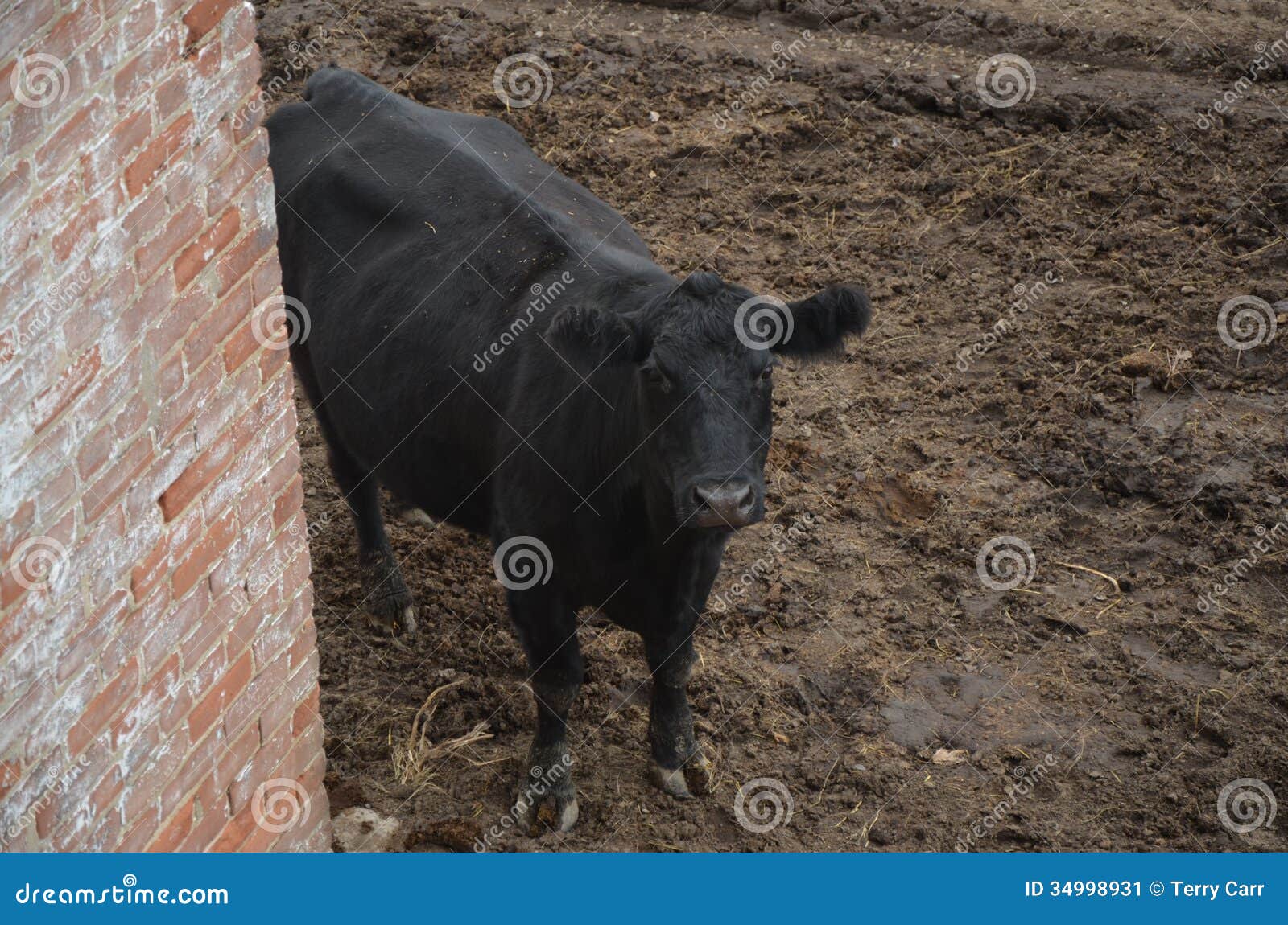 Vaca negra imagen de archivo. Imagen de ganados, ganado - 34998931