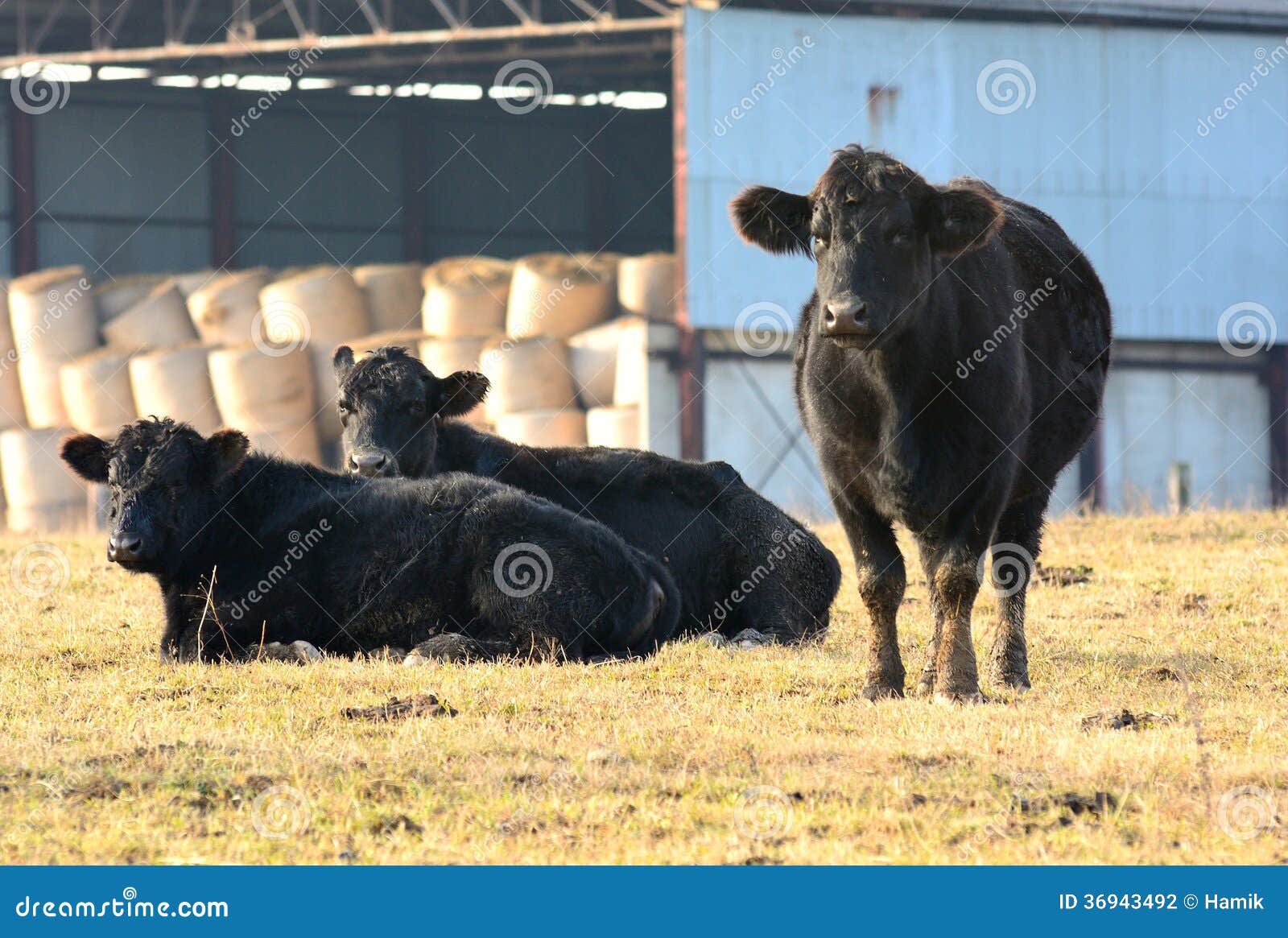 Vaca negra foto de archivo. Imagen de campo, angustia - 36943492
