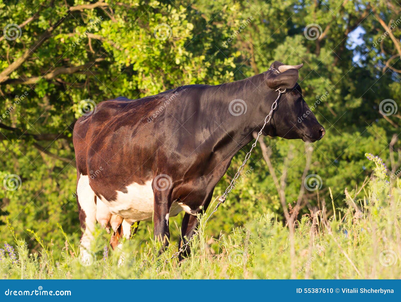 Vaca negra foto de archivo. Imagen de agricultura, rancho - 55387610