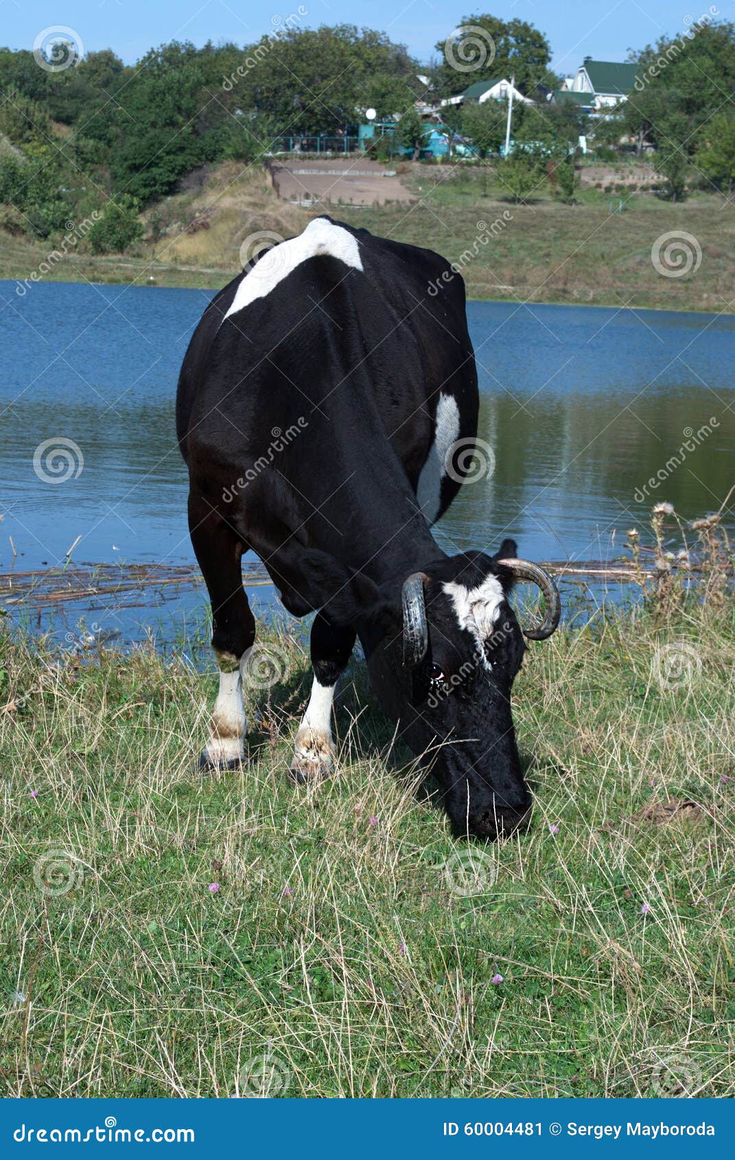 Vaca negra imagen de archivo. Imagen de verde, blanco - 60004481