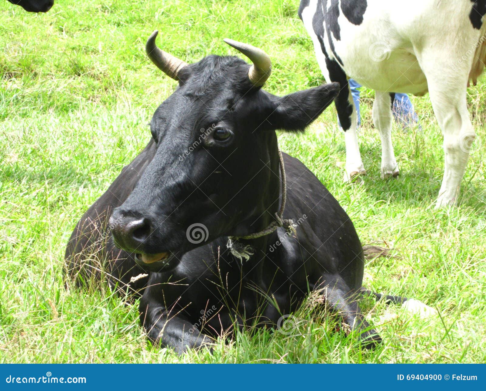 Vaca negra foto de archivo. Imagen de paisaje, animal - 69404900