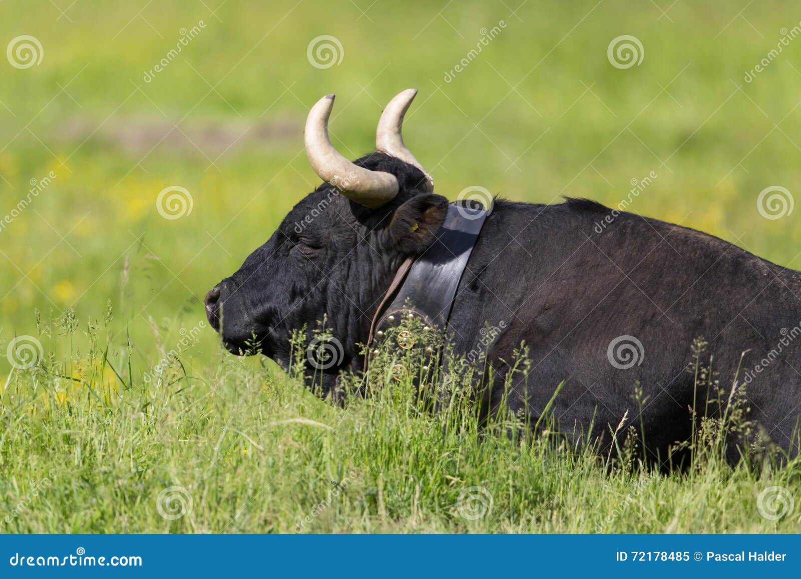 Vaca negra imagen de archivo. Imagen de poderoso, potencia - 72178485