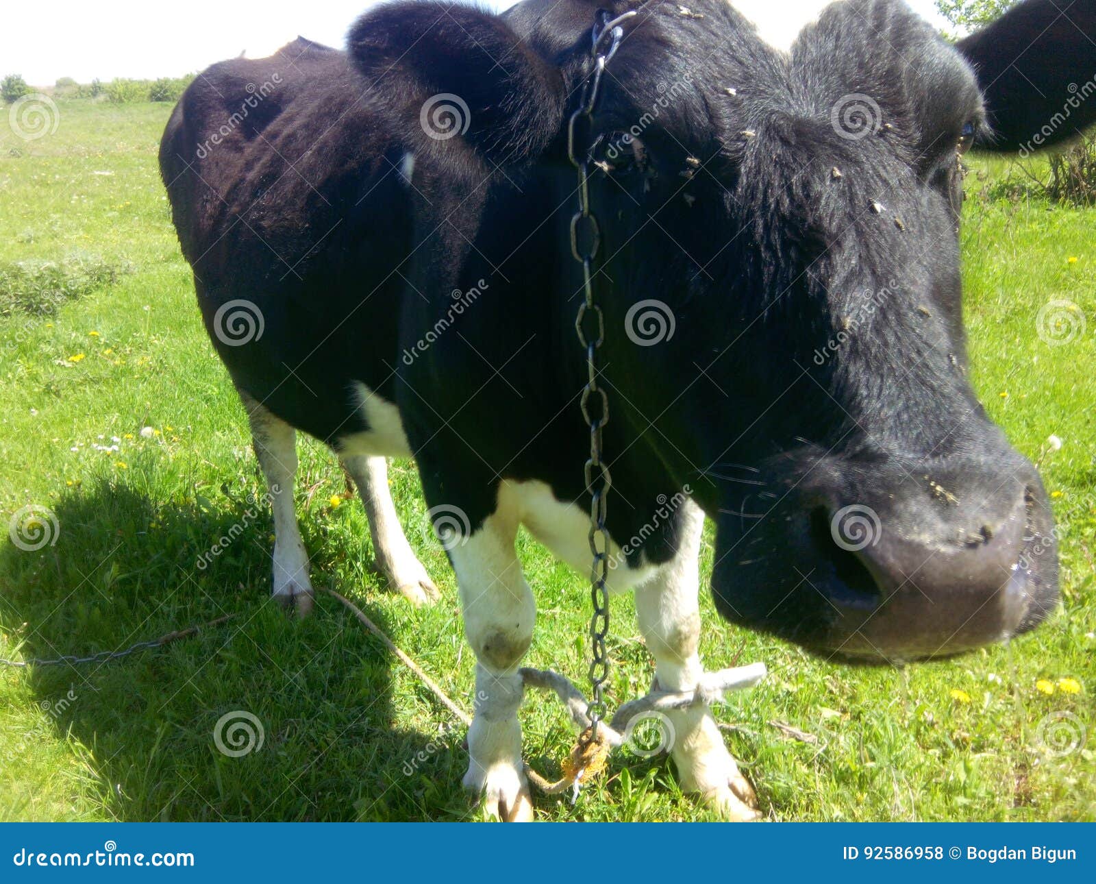 Vaca negra foto de archivo. Imagen de websites, campo - 92586958