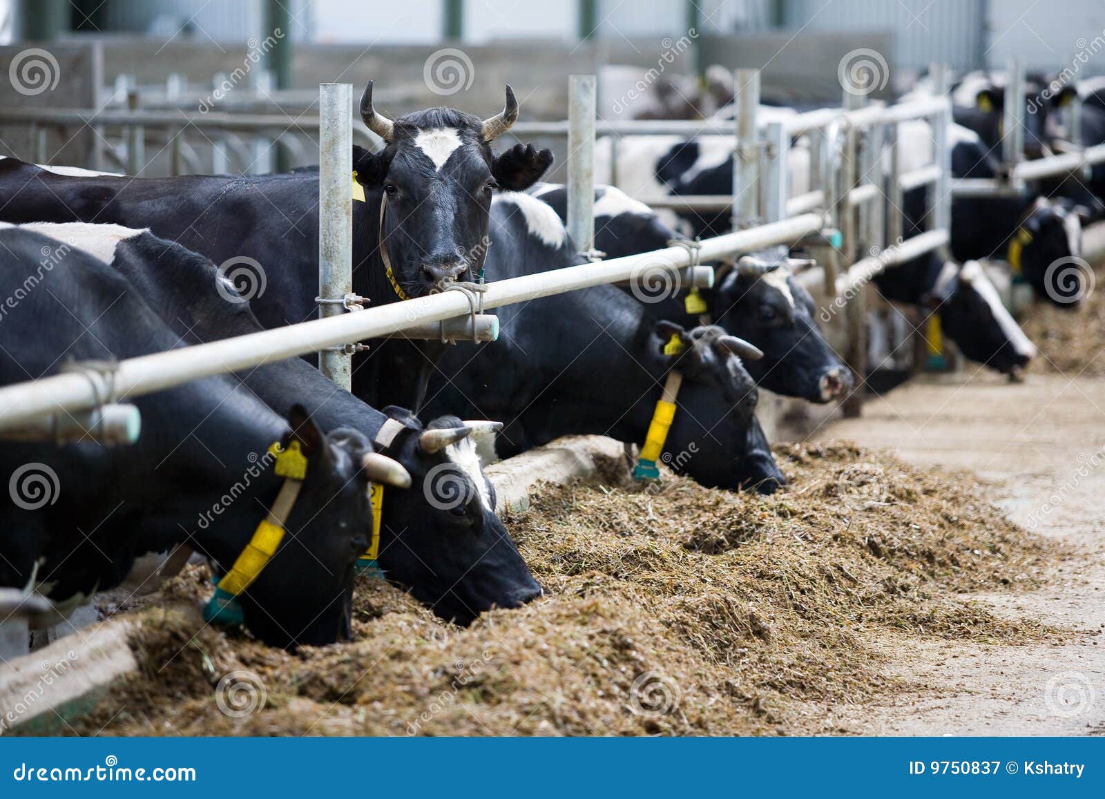 Vaca negra imagen de archivo. Imagen de comer, animales - 9750837