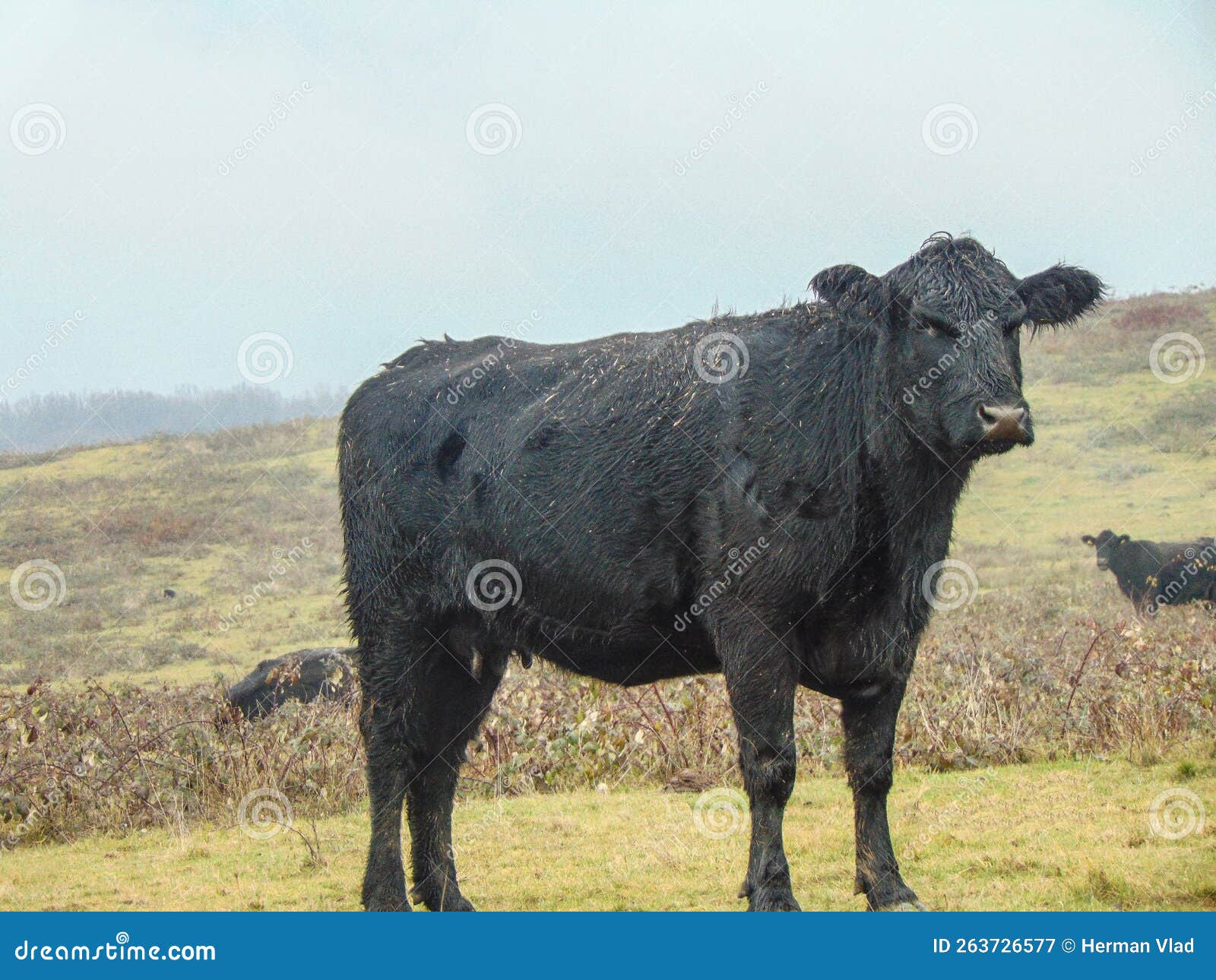 Vaca Negra Angus No Campo Em Dezembro Imagem de Stock - Imagem de vacas ...