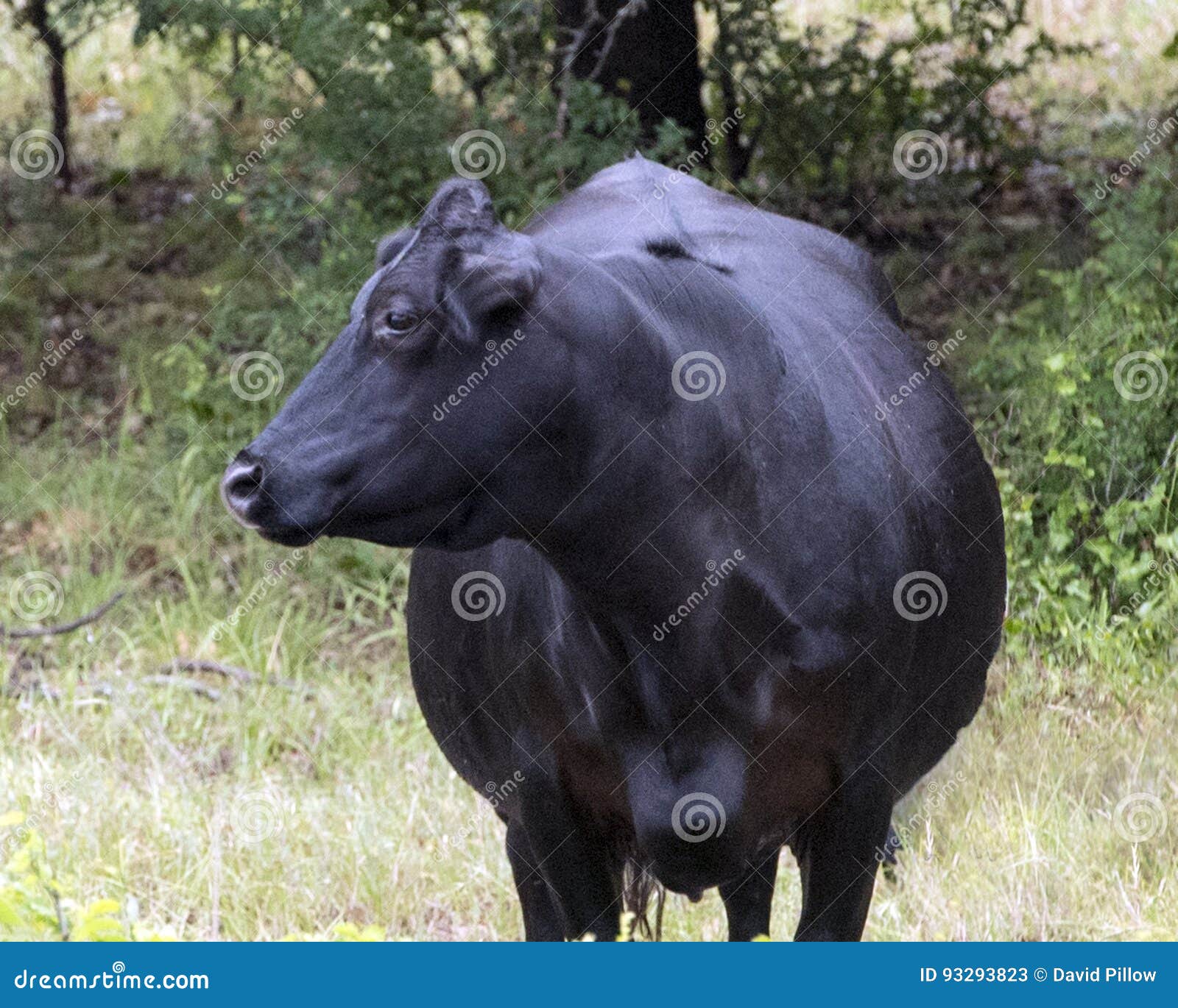 Vaca Negra De Angus Del Primer En Oklahoma Imagen de archivo - Imagen ...